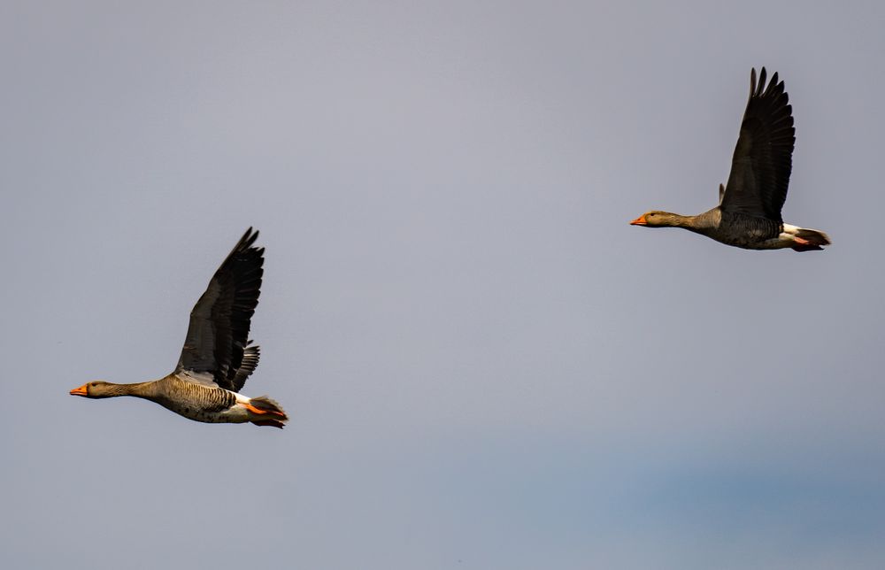 Im Flug Foto & Bild | tiere, wildlife, vögel Bilder auf fotocommunity