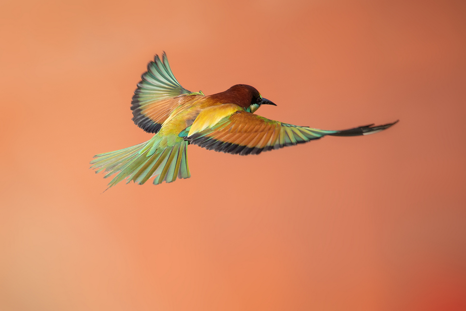 im Flug... Foto & Bild | tiere, wildlife, wild lebende vögel Bilder auf ...