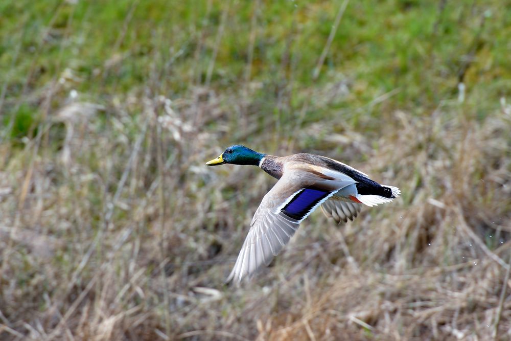 im Flug Foto & Bild | tiere, natur Bilder auf fotocommunity