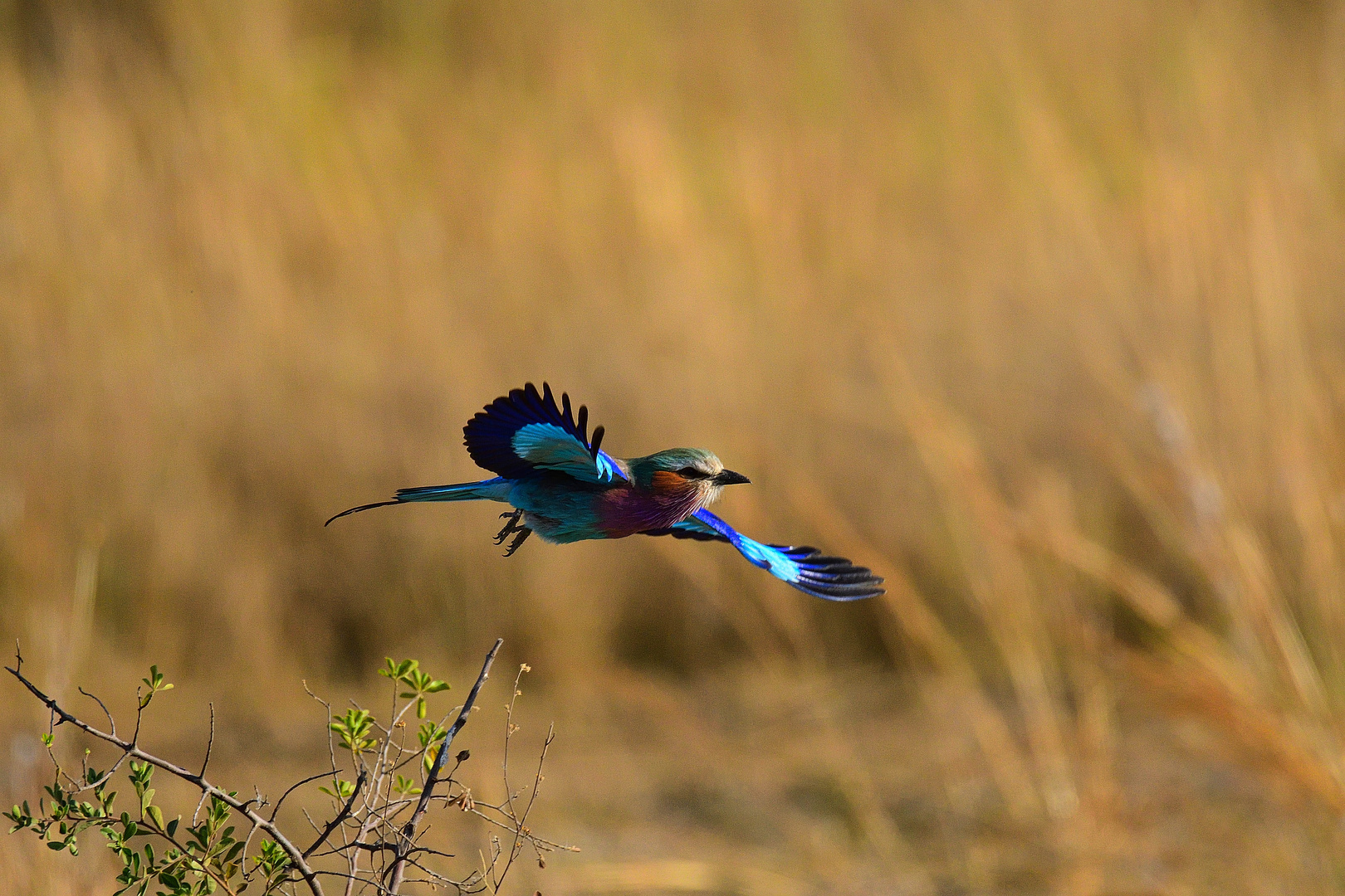 Im Flug Foto & Bild | africa, southern africa, namibia Bilder auf ...
