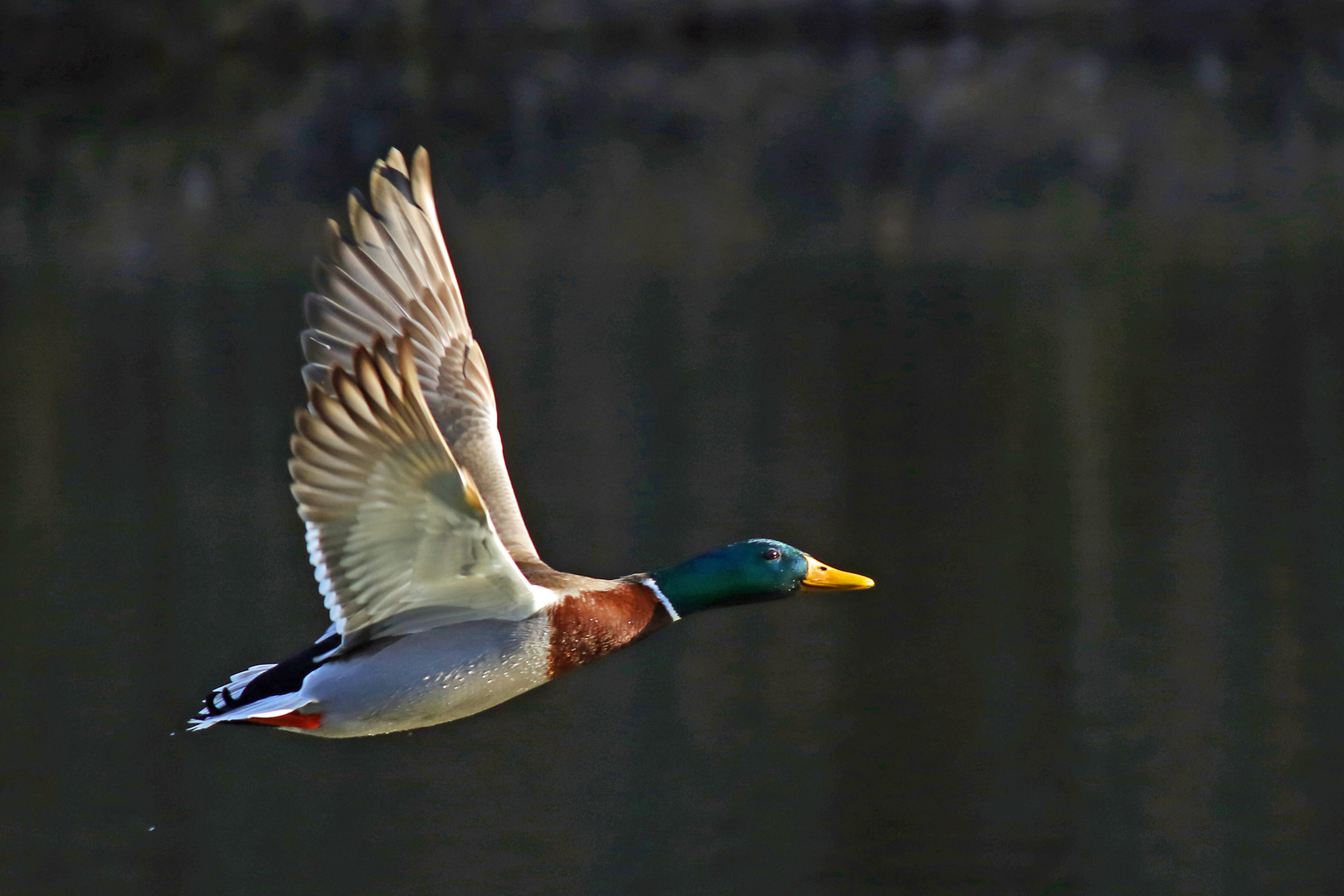 ...im Flug.... Foto & Bild | tiere, wildlife, wild lebende vögel Bilder ...