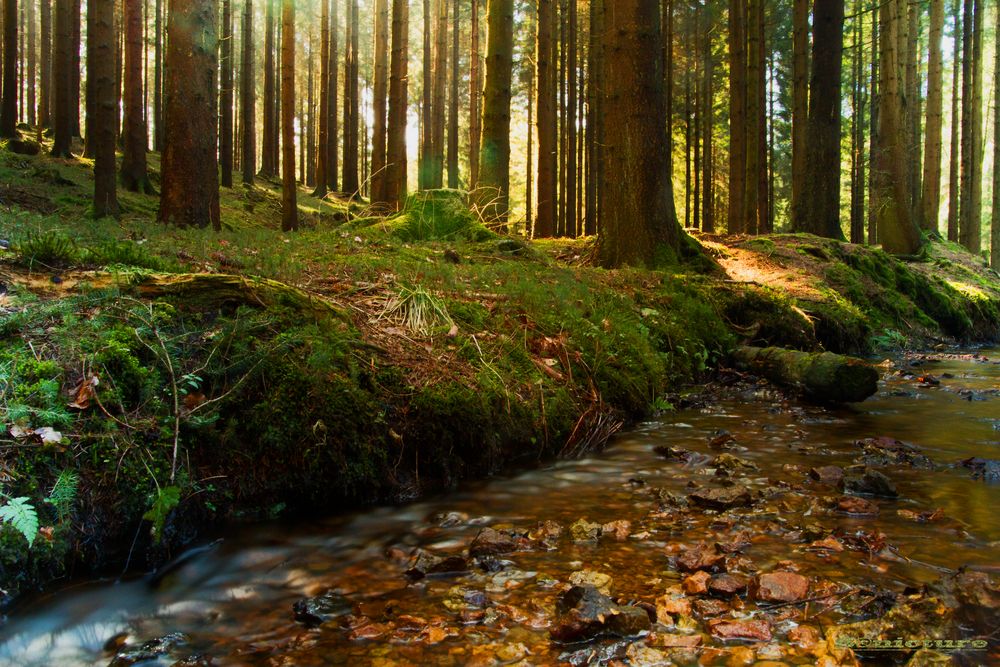im fluss Foto & Bild | landschaft, wald, fotos Bilder auf fotocommunity