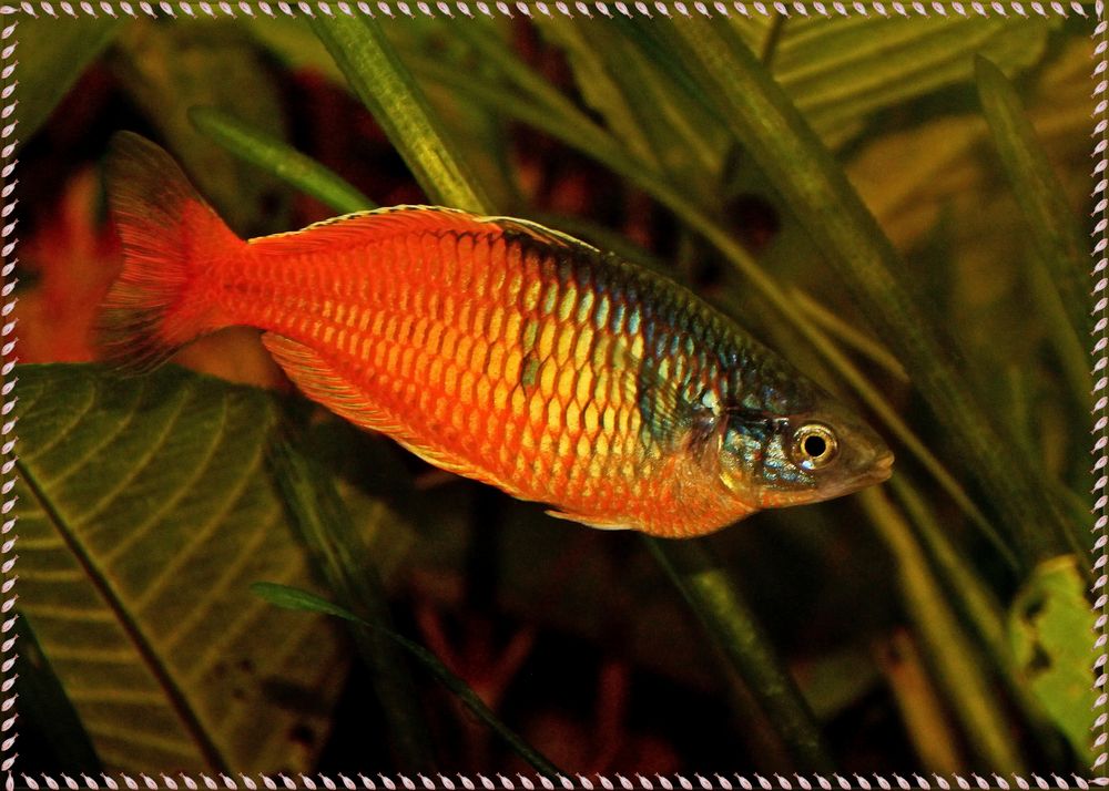 Im Fokus: orange Foto & Bild | fisch, orangefarben, süßwasserfisch ...