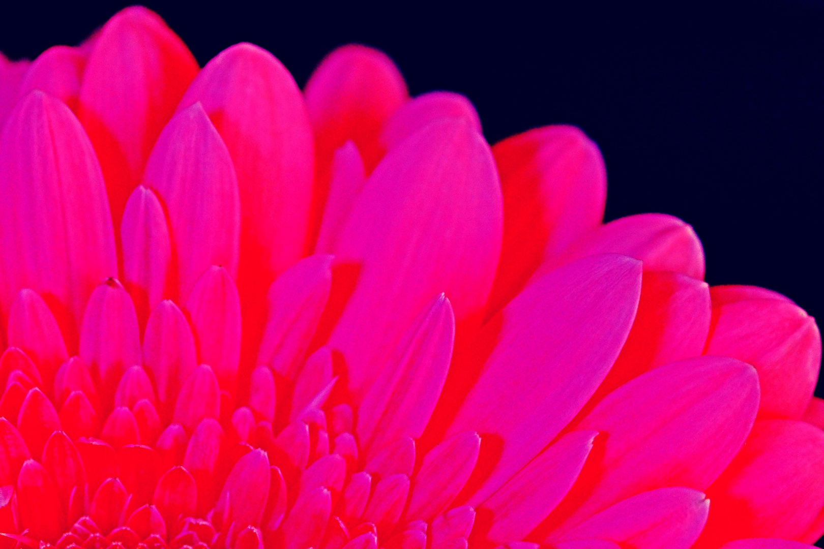 "Im Fokus" schrill Foto & Bild | projekte, fotokunst, natur-kreativ ...