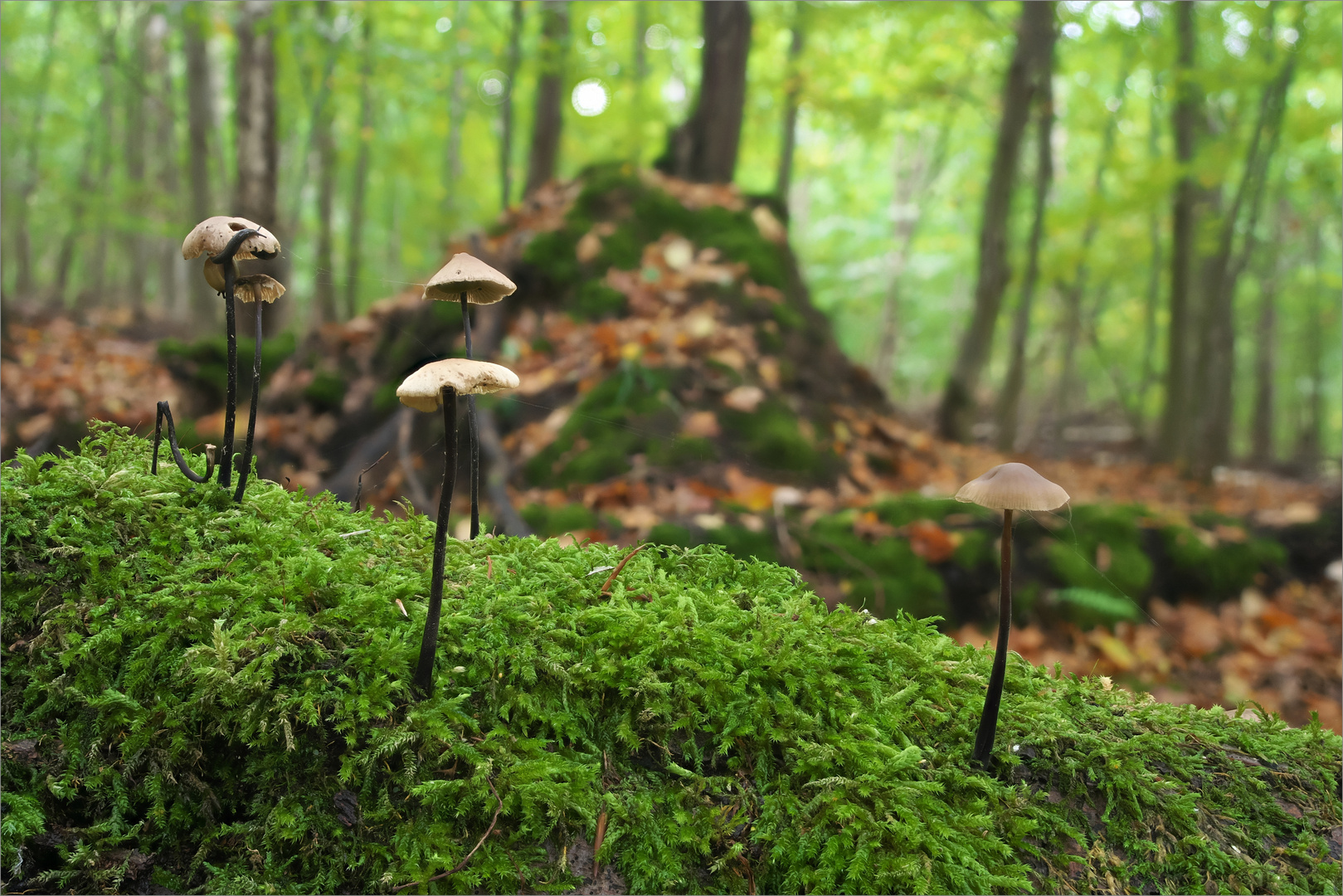 Im Forst Foto & Bild | makro, natur, herbst Bilder auf fotocommunity