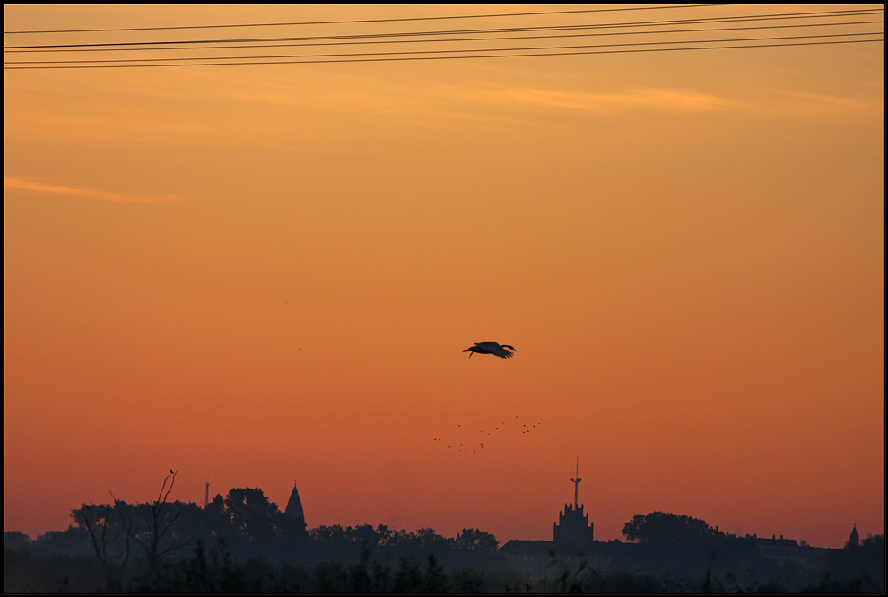 Im freien Fall.. Foto & Bild | tiere, wildlife, wild lebende vögel ...