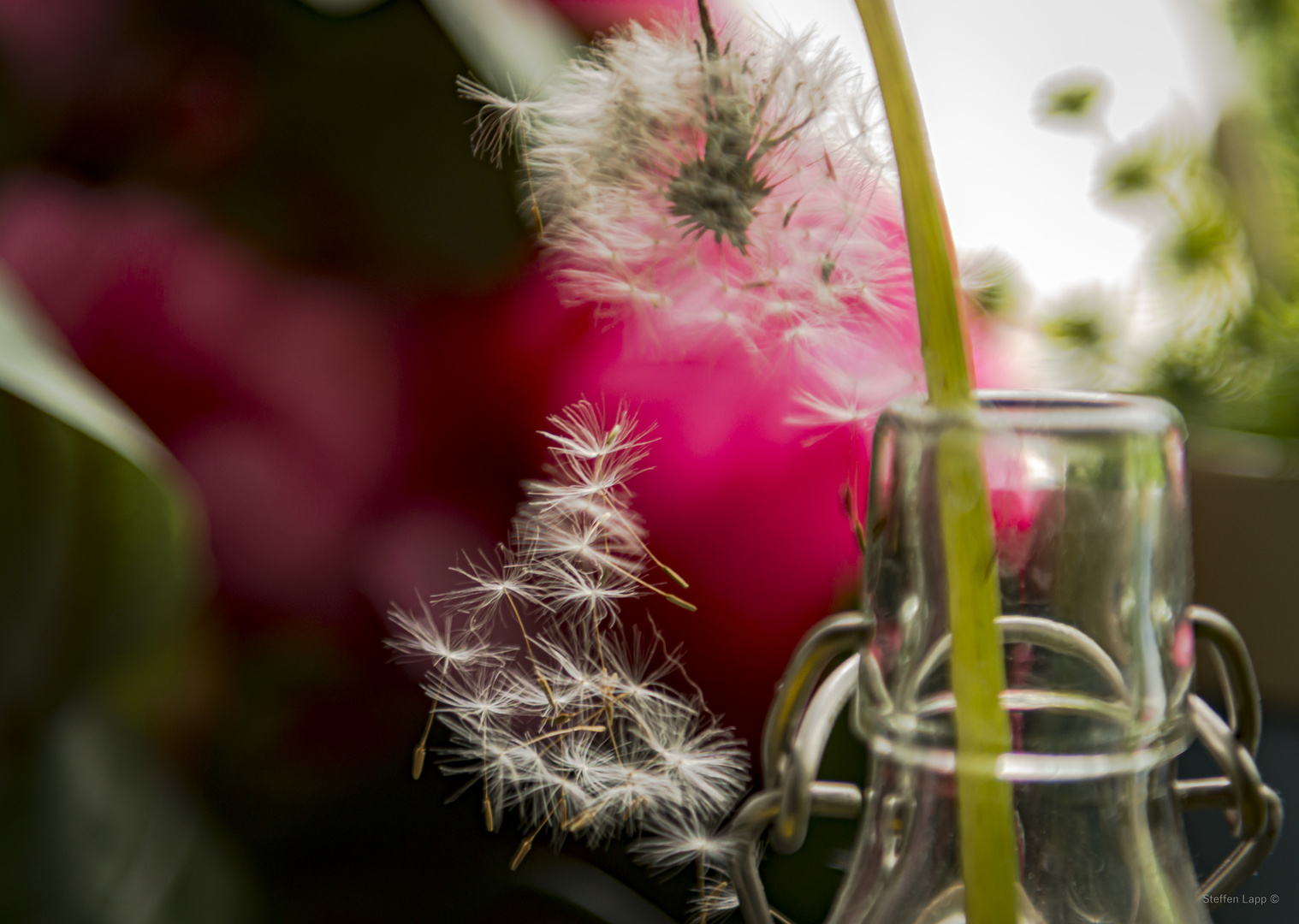 Im freien Fall... Foto & Bild | natur, stillleben, pflanzen Bilder auf ...