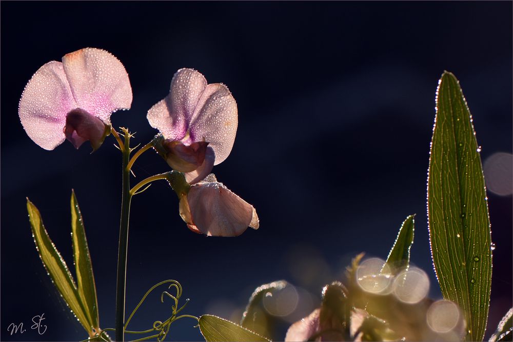 Im Frühtau Foto & Bild | natur-makros, projekte, natur-kreativ Bilder auf fotocommunity