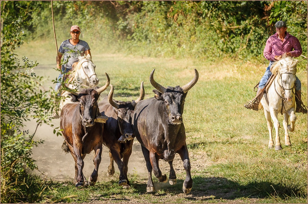Im Galopp Foto & Bild | europe, france, provence-alpes-côte d'azur ...