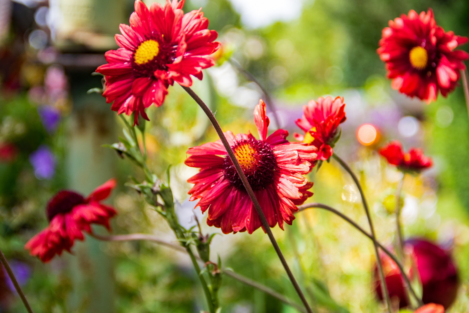 Im Garten Foto & Bild | landschaft, lebensräume, blumen Bilder auf ...