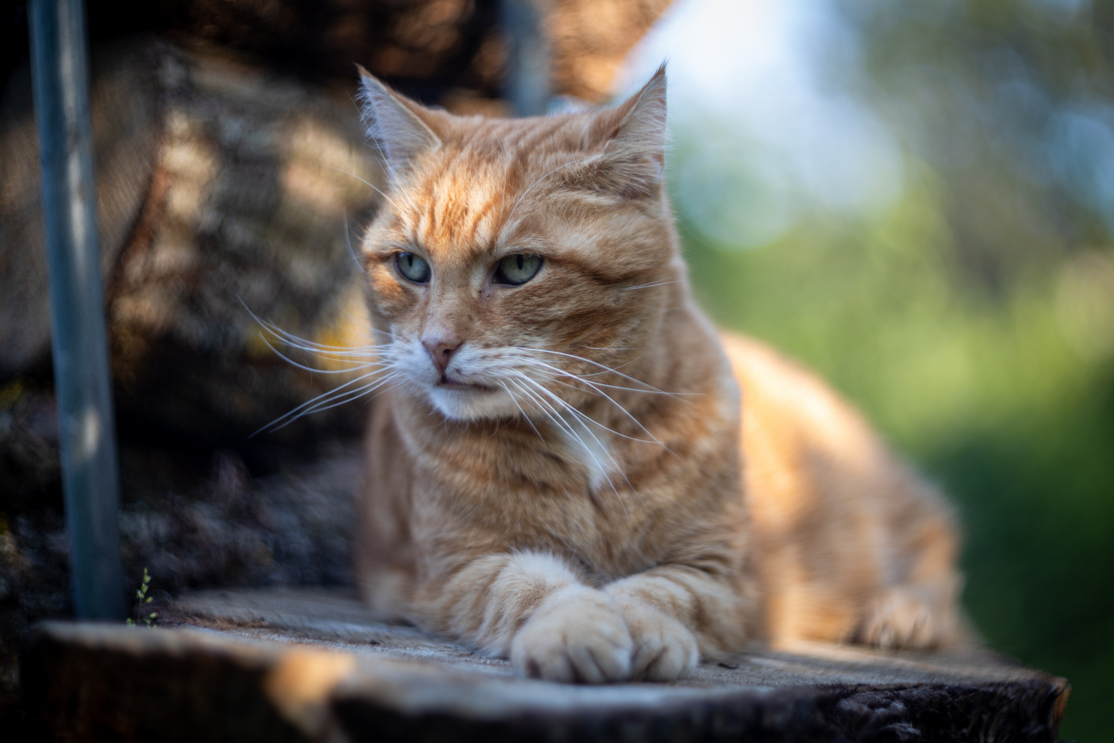 Im Garten Foto & Bild | tiere, haustiere, katzen Bilder auf fotocommunity