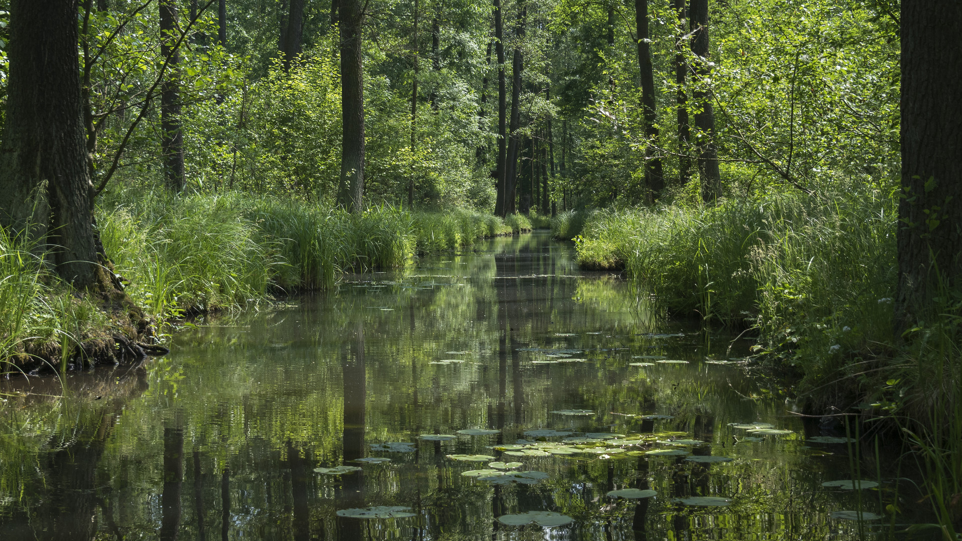 Im Grün des Spreewaldes Foto & Bild | world, brandenburg, spreewald ...
