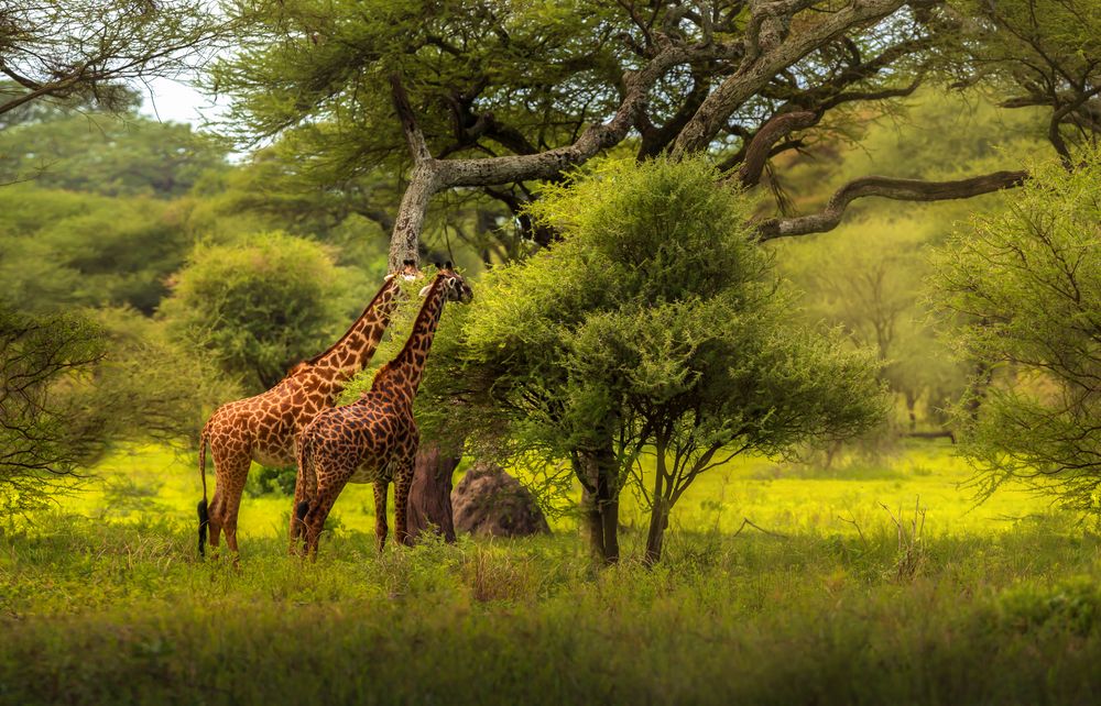 Im grünen Paradies. Foto & Bild | tiere, wildlife, landschaft Bilder ...