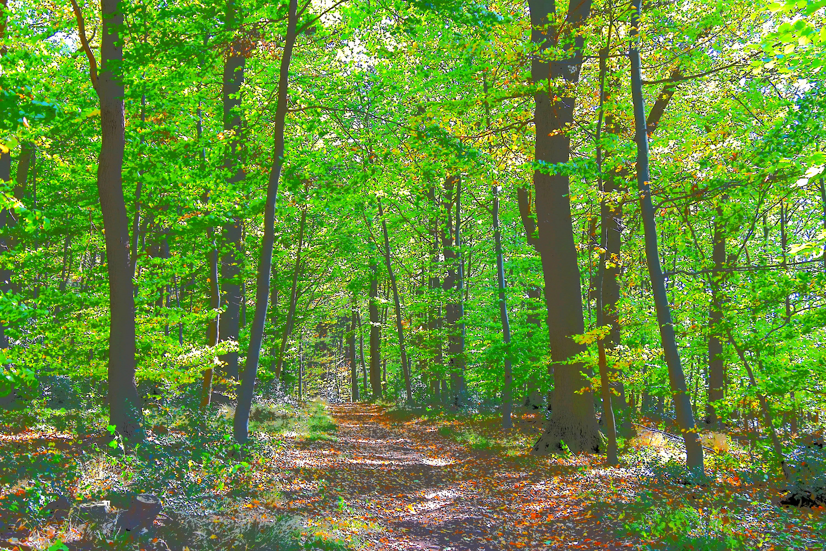 Im herbstlichen Laubwald Foto & Bild | landschaft, jahreszeiten, herbst ...