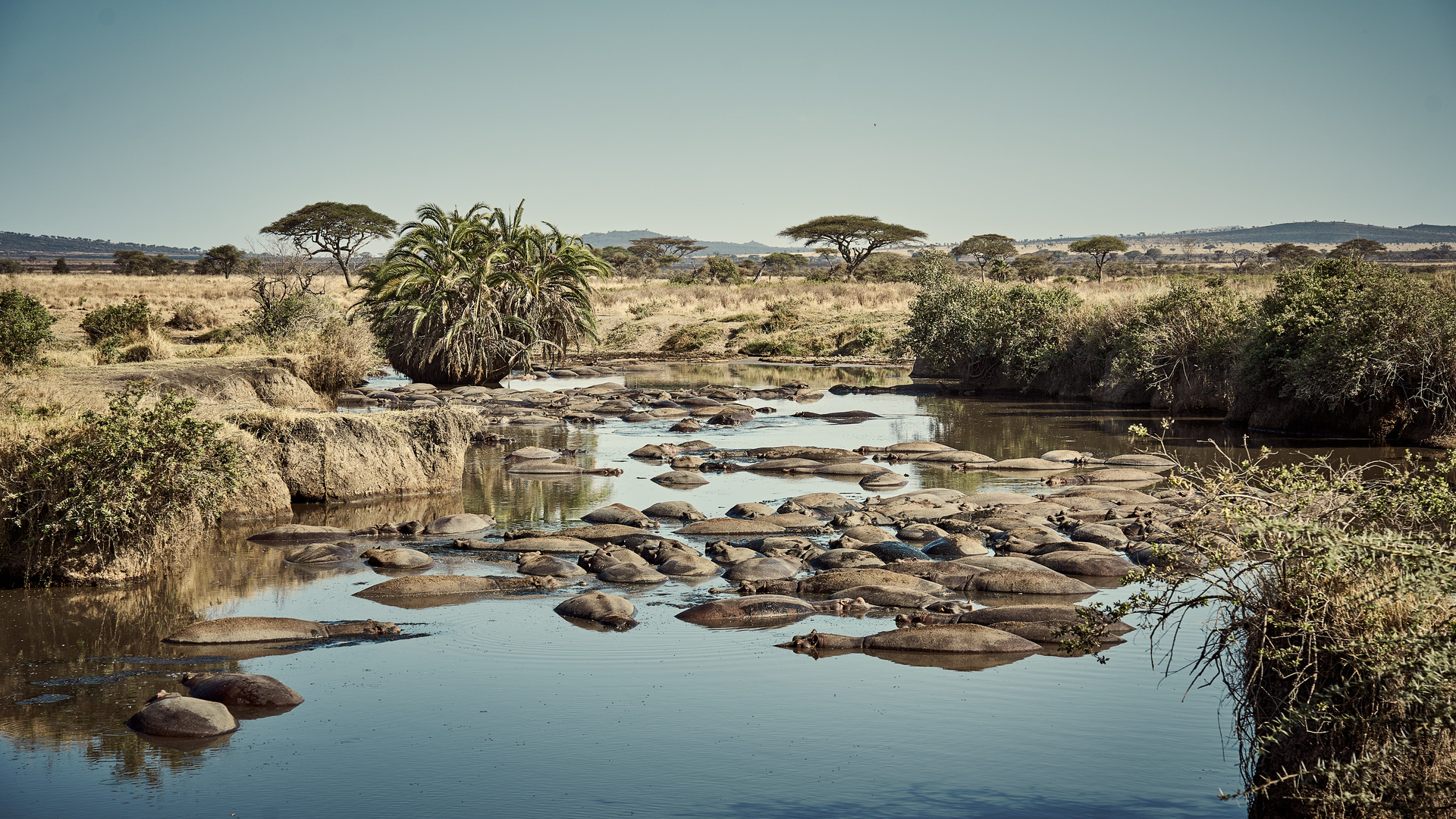 Im Hippo Pool Foto & Bild | africa, eastern africa, tiere Bilder auf ...
