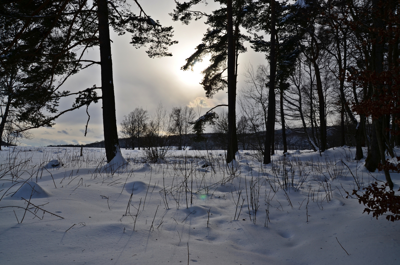 im Hochmoor Foto & Bild | jahreszeiten, winter, natur Bilder auf ...