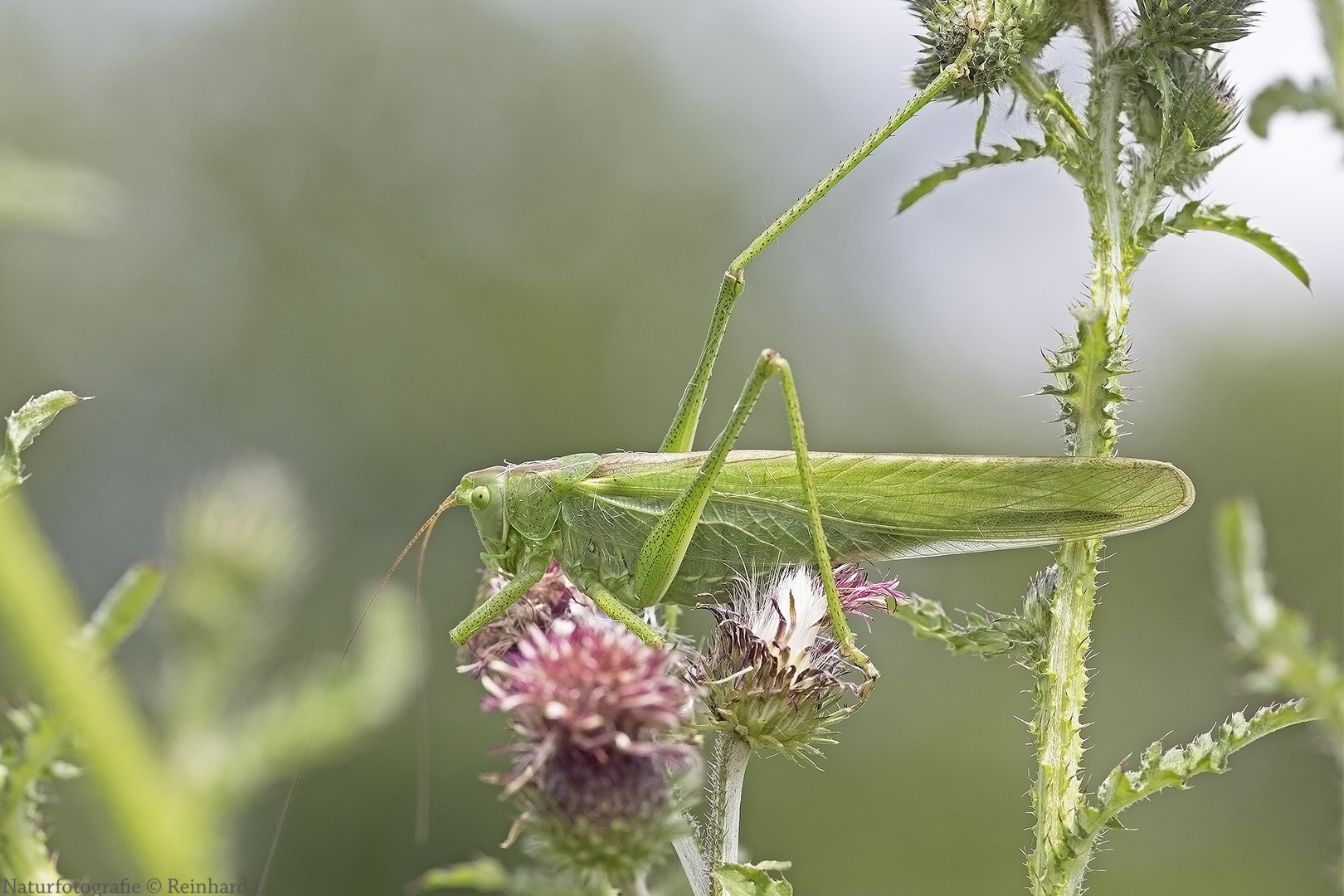 Im Insekten- Varieté 2017 treten... Foto & Bild | sommer, makro, natur ...