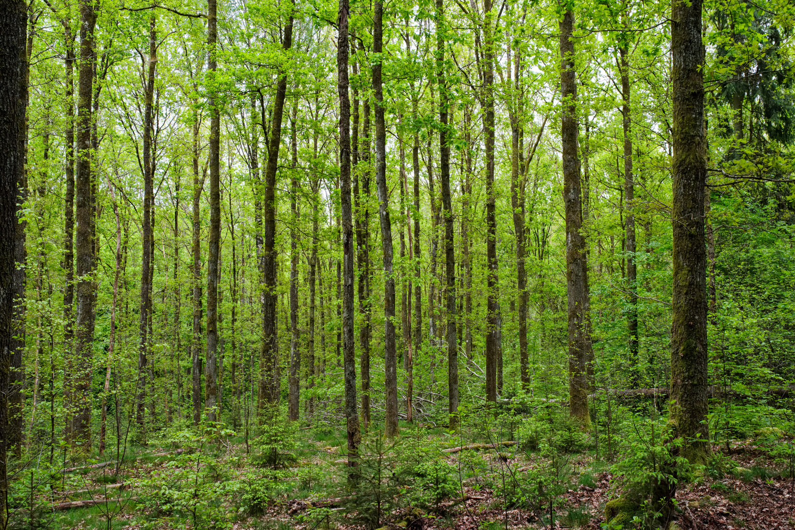 Im jungen Eichenwald Foto & Bild | pflanzen, pilze & flechten ...