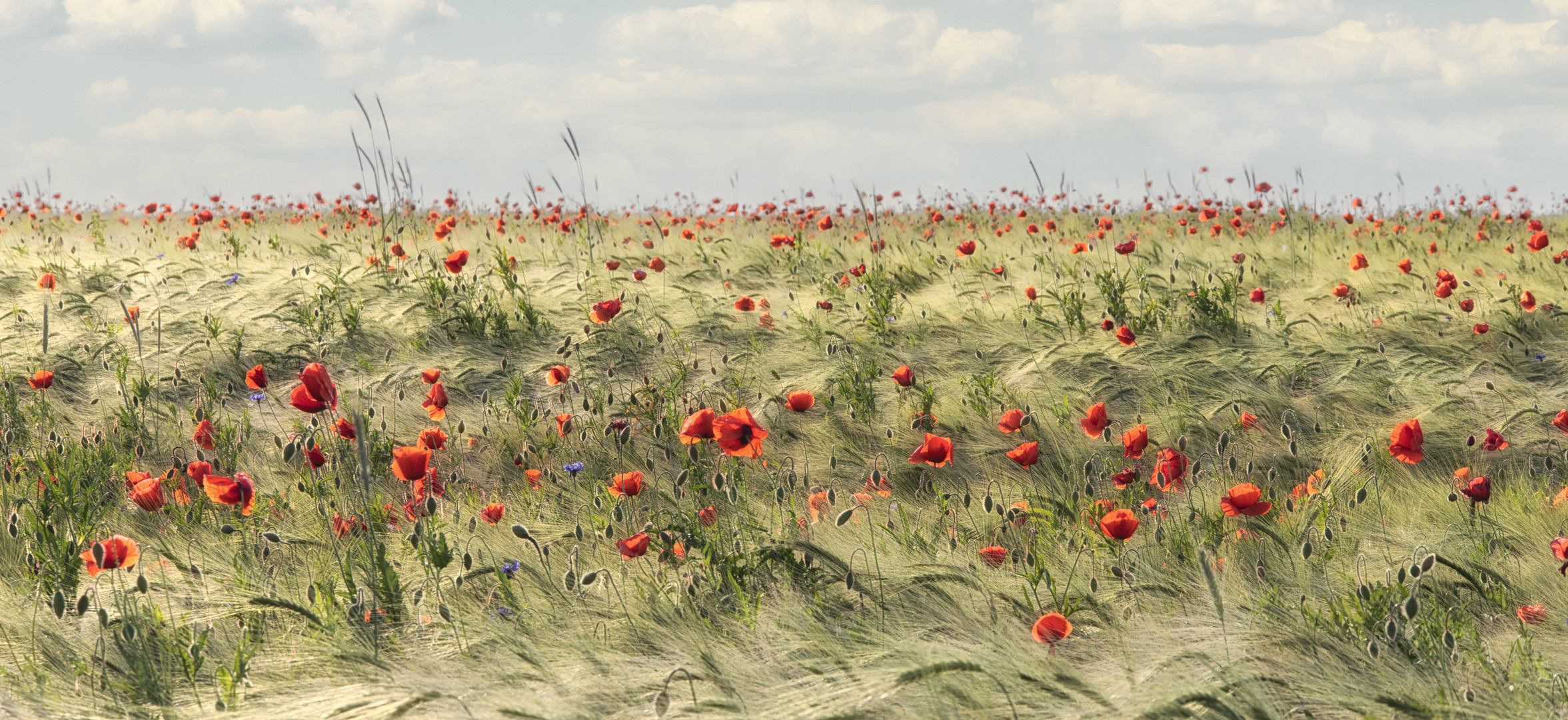 im Juni ... Foto & Bild | spezial, sommer, wolken Bilder auf fotocommunity