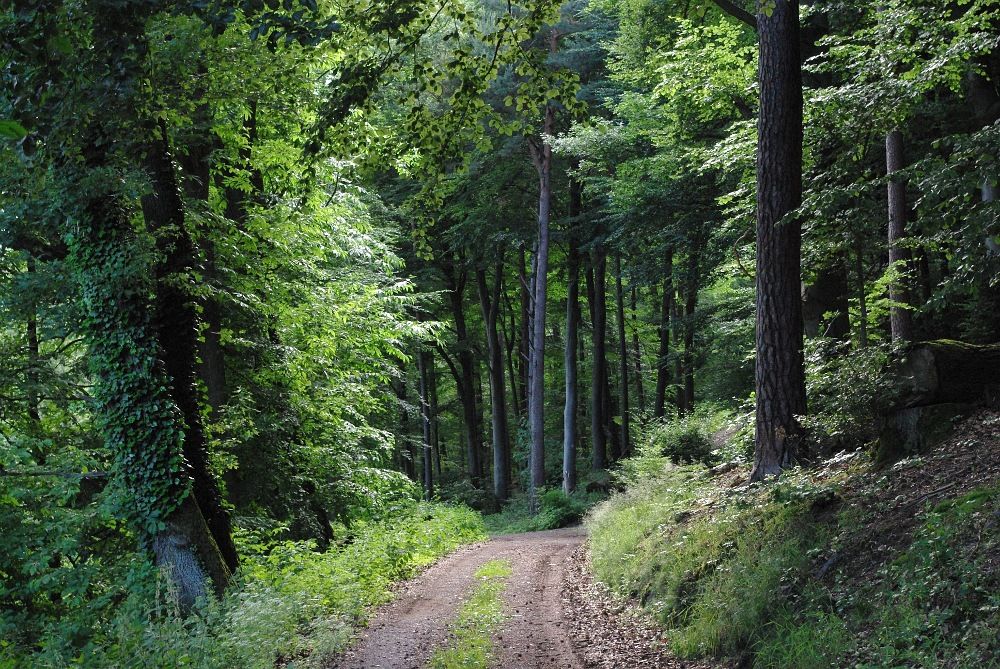 Im Juni gegen Abend Foto & Bild | landschaft, wald, sommer Bilder auf ...