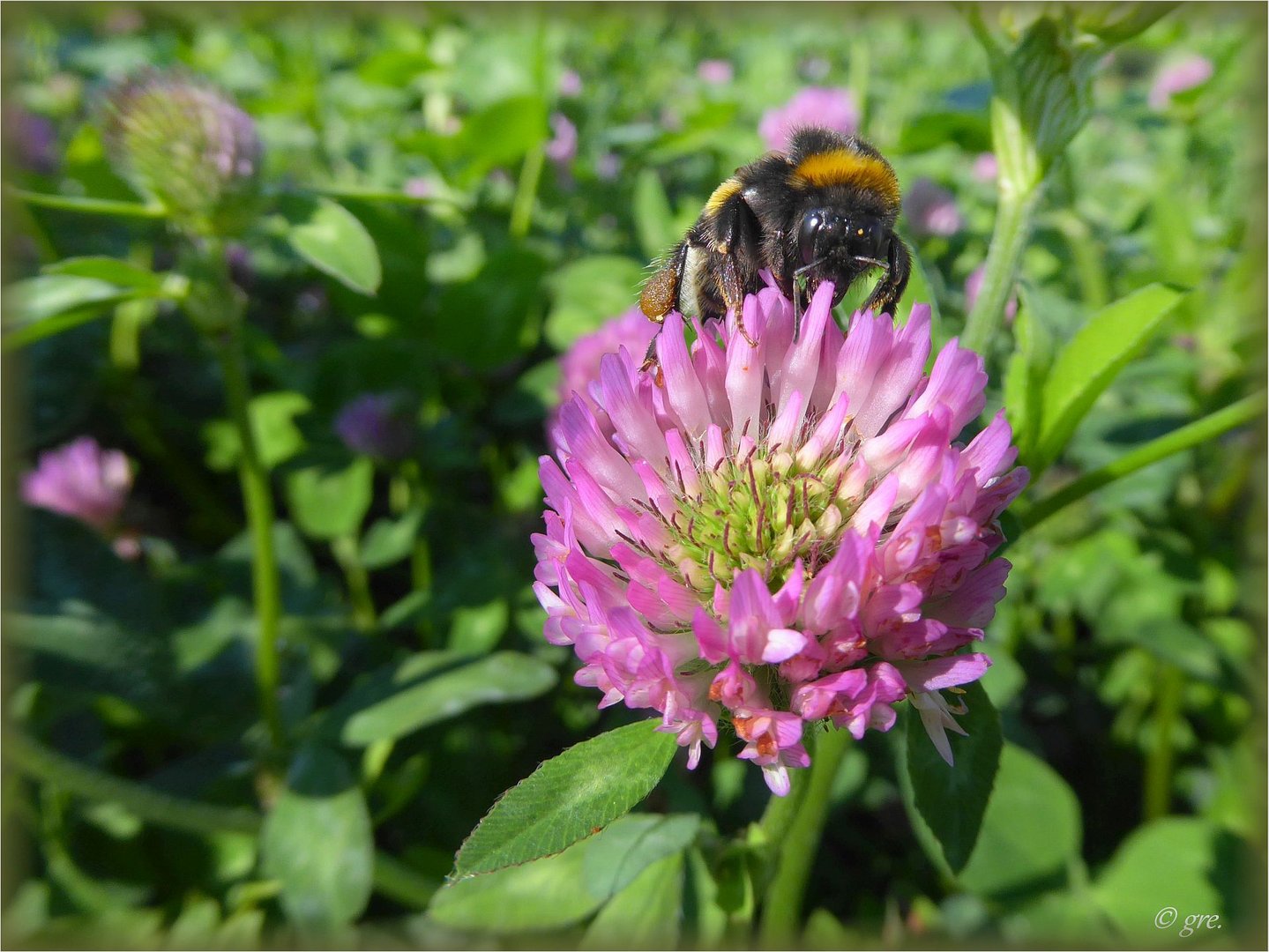 Im Kleefeld * Foto & Bild | natur, landschaft, pflanzen Bilder auf ...