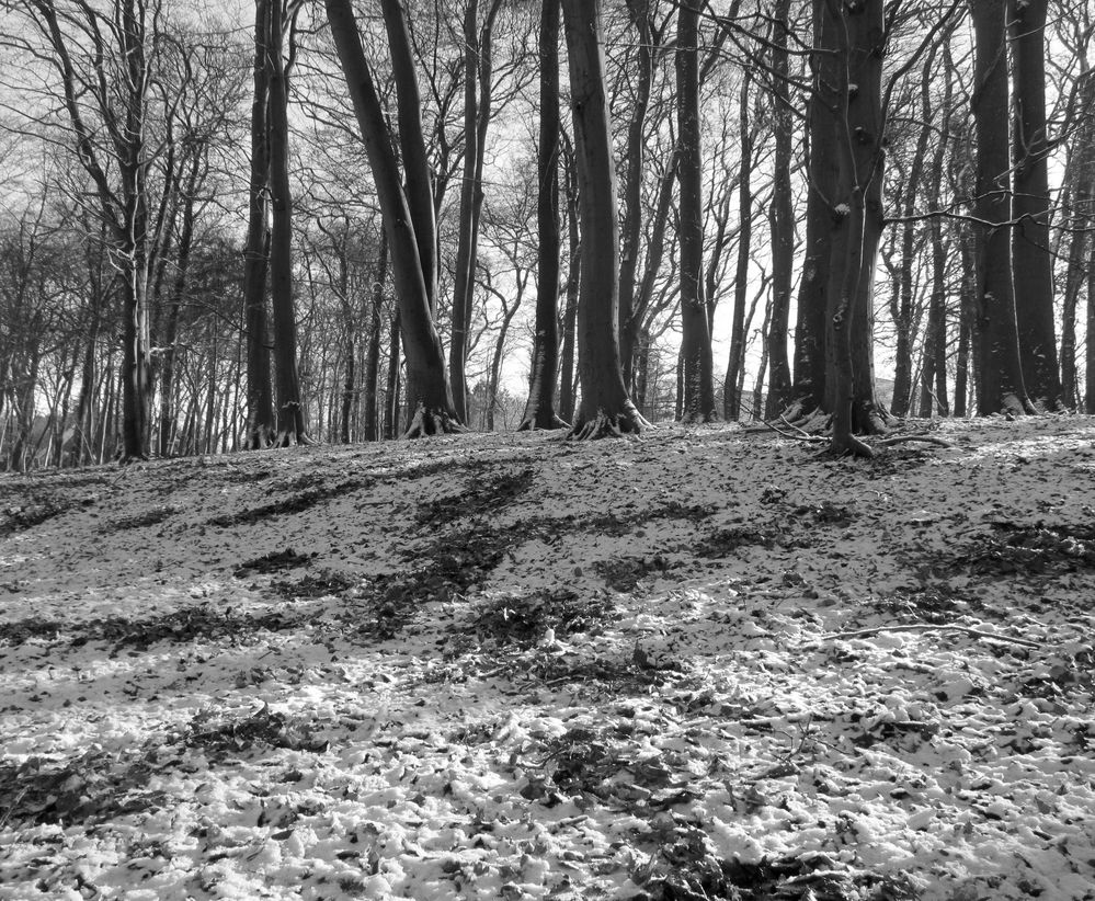 im kleinen Hang - Wald ... Foto & Bild | dokumentation, outdoor, januar Bilder auf fotocommunity