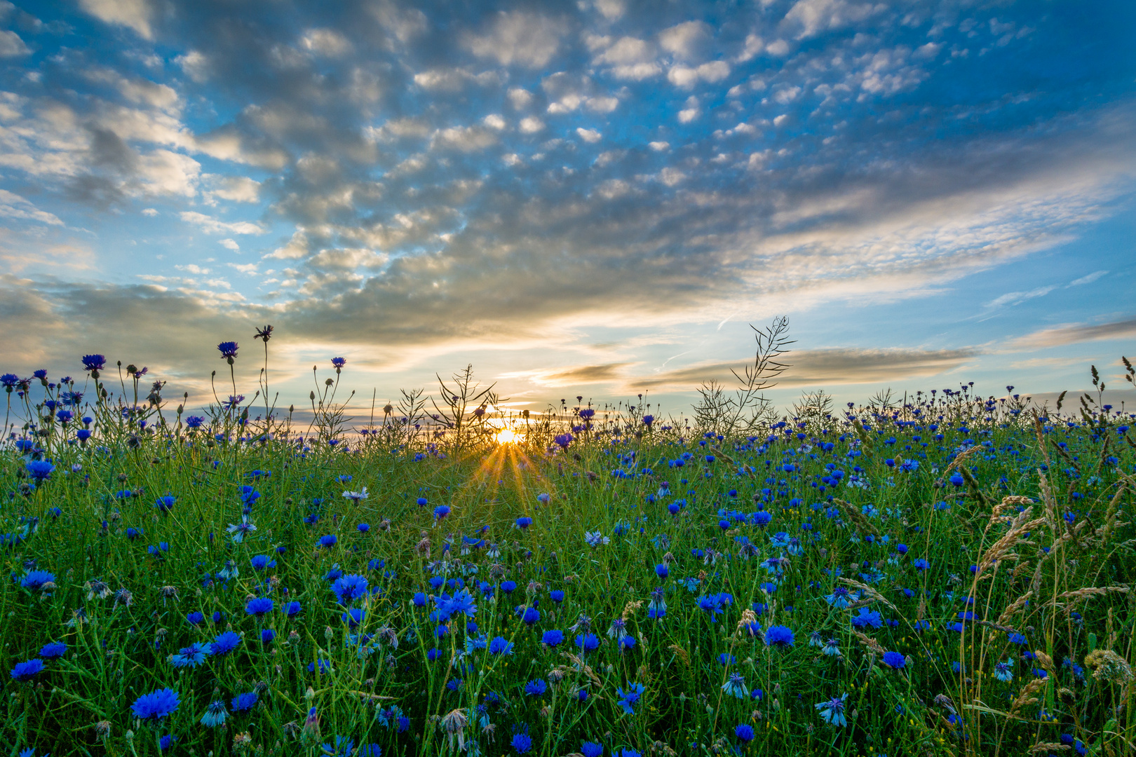 Im ( Korn ) Blumenfeld Foto & Bild | landschaft, Äcker, felder & wiesen, kornblumenfeld Bilder ...