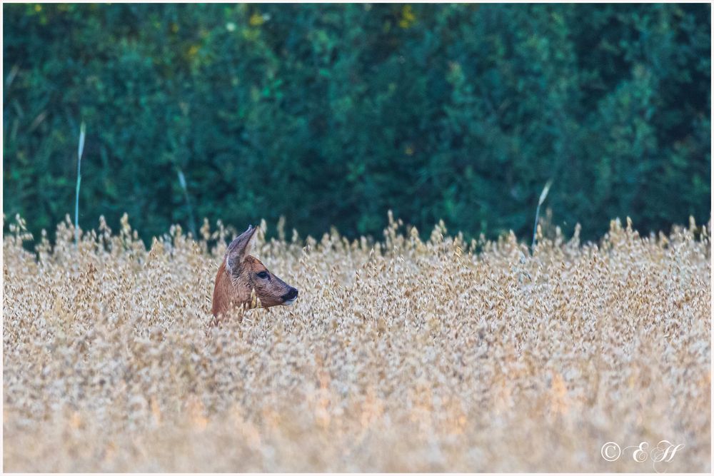 Im Kornfeld Foto & Bild | landschaft, kulturlandschaften, fotos Bilder auf fotocommunity