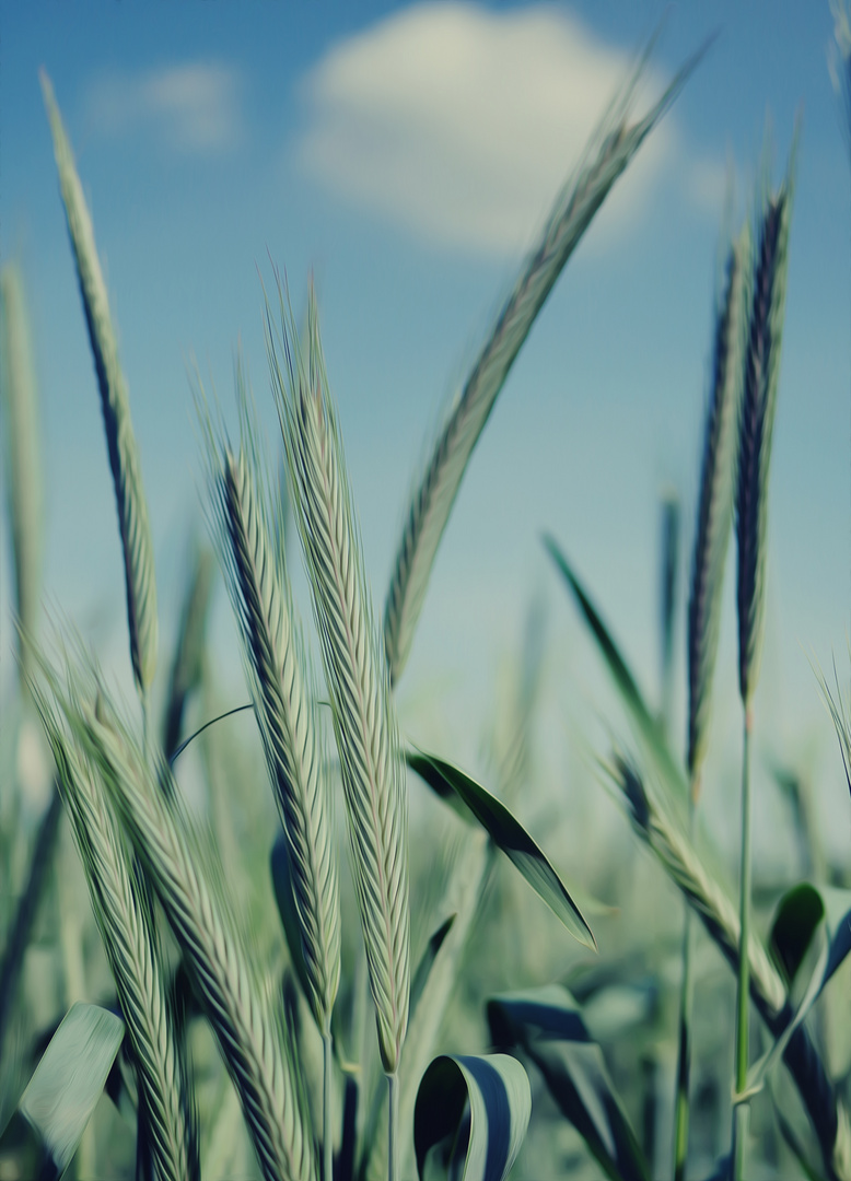 ..im Kornfeld Foto & Bild | natur, getreide, landschaft Bilder auf fotocommunity