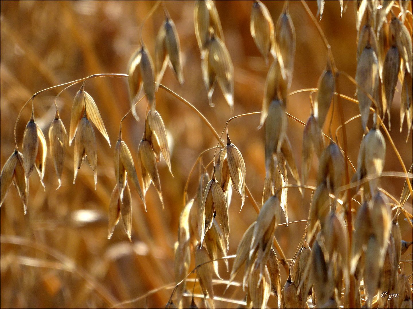 im Kornfeld........ Foto & Bild | natur, pflanzen, korn Bilder auf fotocommunity