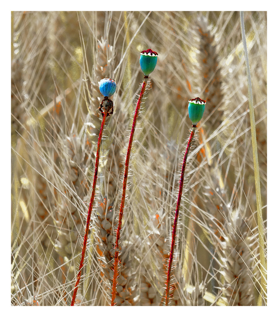 Im Kornfeld 3 Foto & Bild | natur, kornfeld, nahaufnahme Bilder auf fotocommunity