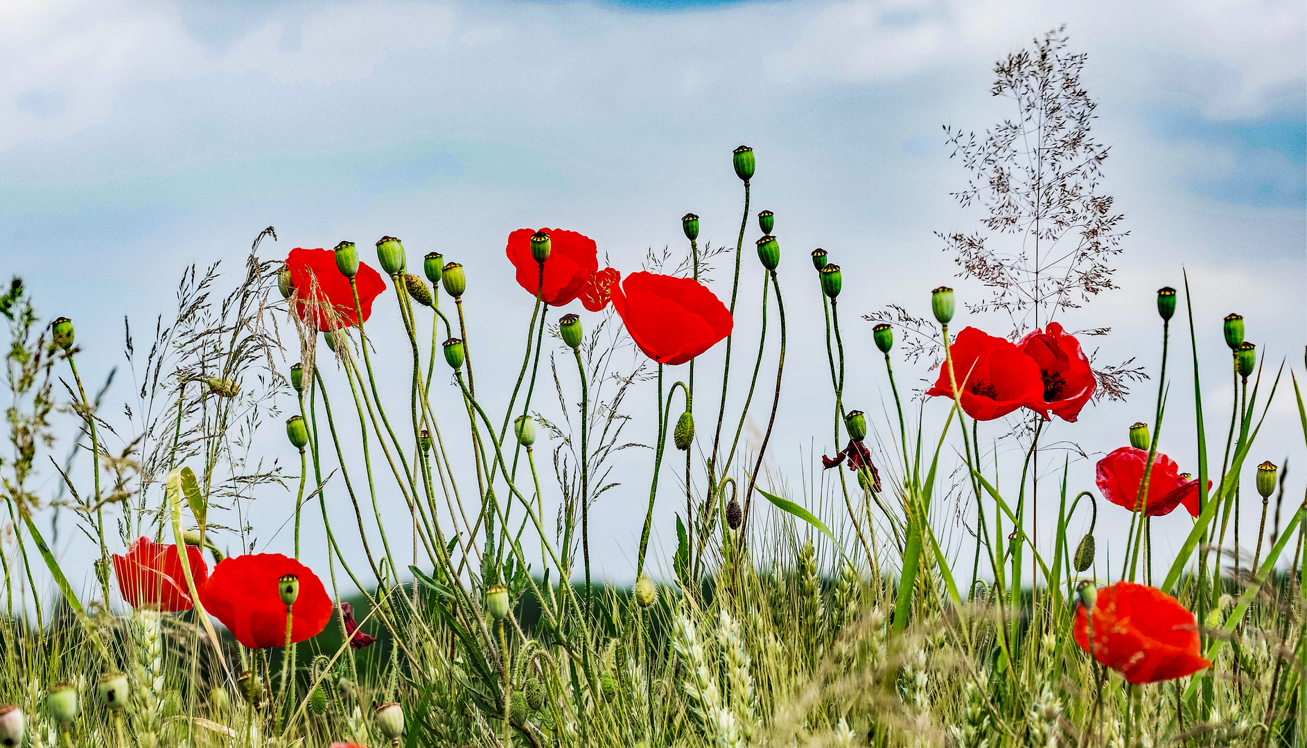 Im Kornfeld Foto & Bild | pflanzen, natur Bilder auf fotocommunity