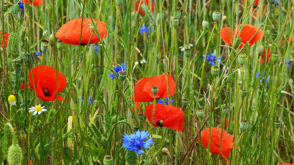 im Kornfeld Foto & Bild | landschaft, Äcker, felder & wiesen, sommer Bilder auf fotocommunity