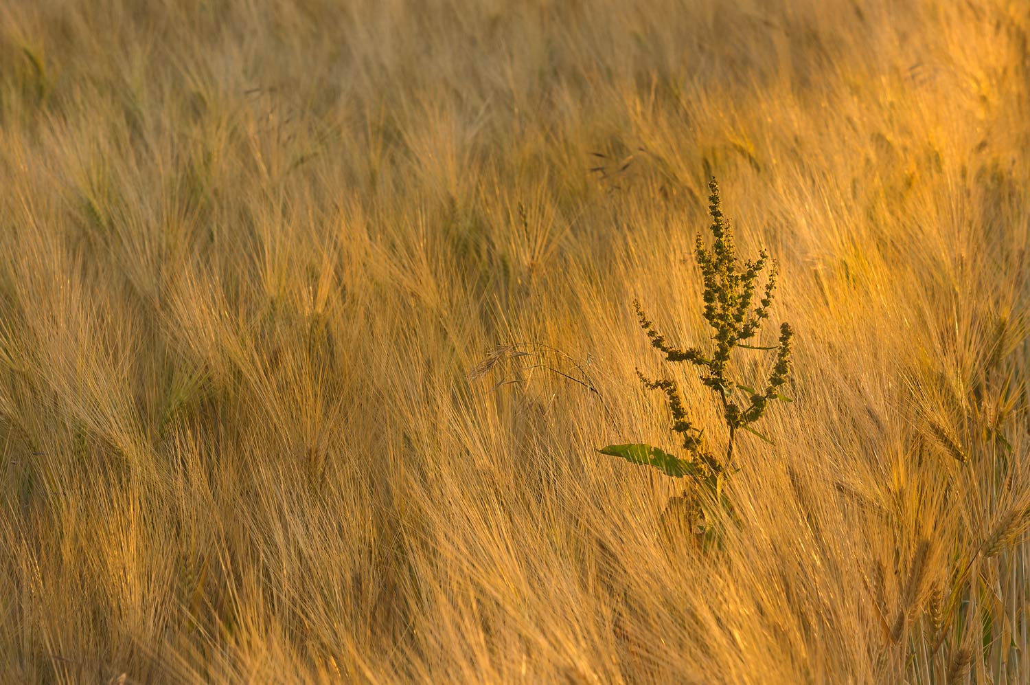 im Kornfeld Foto & Bild | natur, landschaft, pflanzen Bilder auf fotocommunity