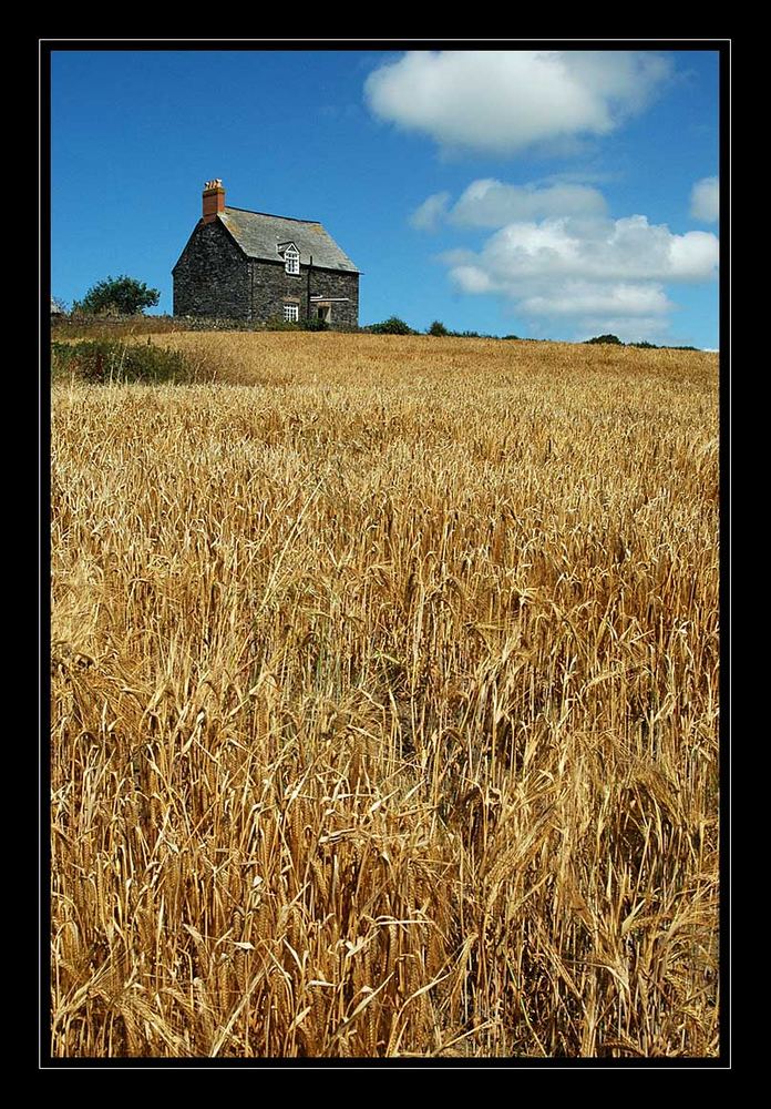 Im Kornfeld Foto & Bild | europe, united kingdom & ireland, england Bilder auf fotocommunity