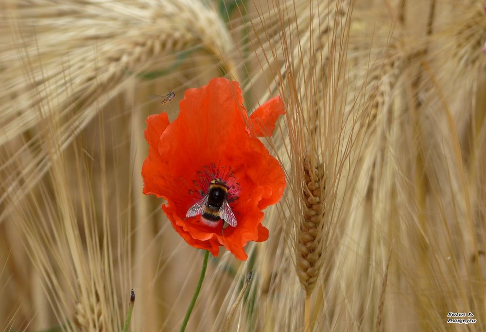 Im Kornfeld Foto & Bild | natur, kornfeld, pflanzen Bilder auf fotocommunity
