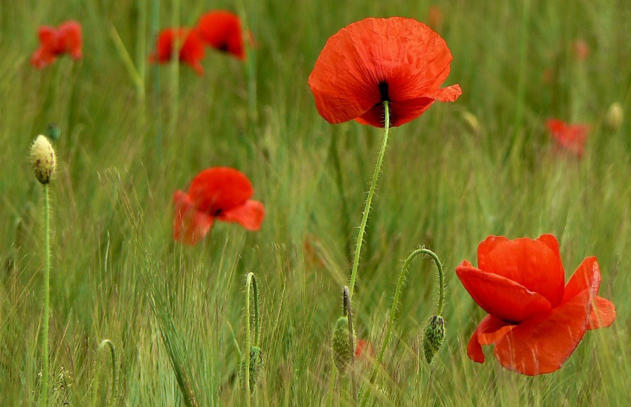 Im Kornfeld Foto & Bild | pflanzen, pilze & flechten, blüten- & kleinpflanzen, mohn Bilder auf ...