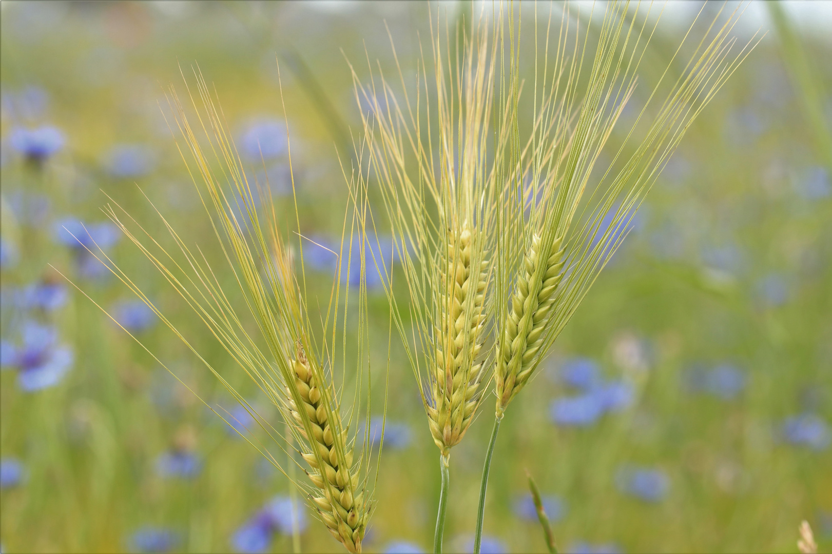 Im Kornfeld Foto & Bild | landschaft, pflanzen, kreativ Bilder auf fotocommunity