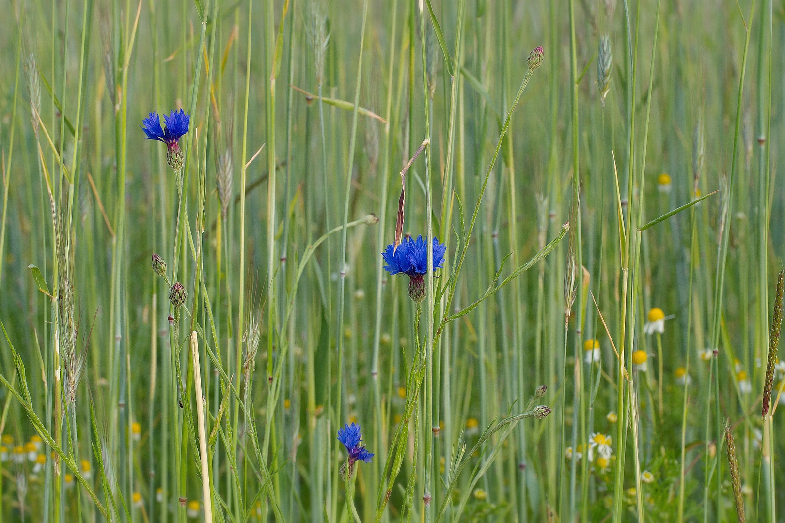 Im Kornfeld Foto & Bild | fotos, landschaften, outdoor Bilder auf fotocommunity