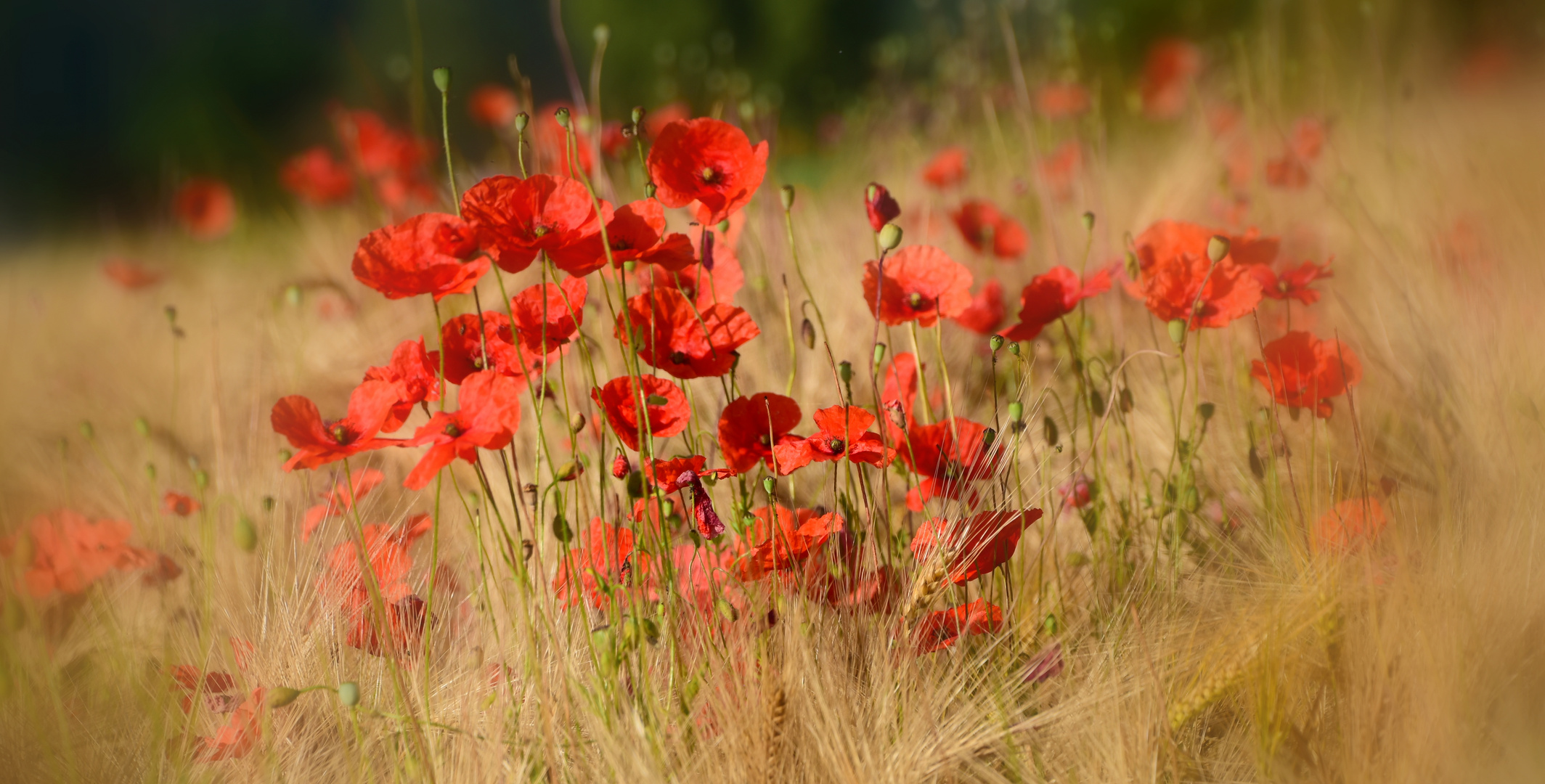 Im Kornfeld Foto & Bild | landschaft, jahreszeiten, lebensräume Bilder auf fotocommunity