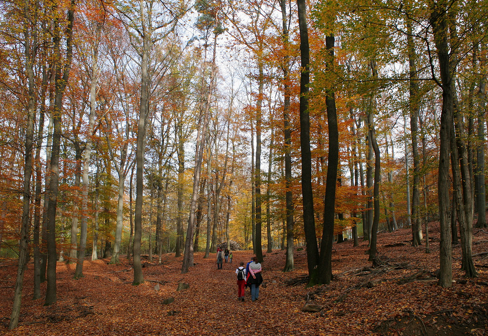 Im Lainzer Tiergarten (2) Foto & Bild | europe, Österreich, wien Bilder ...