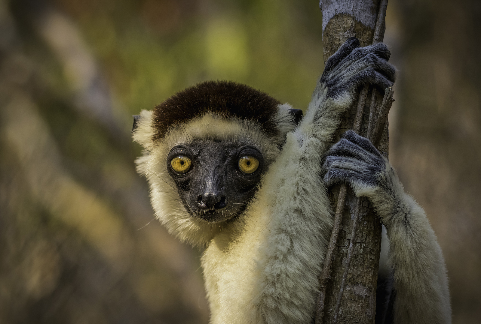 IM LAND DER SIFAKAS Foto & Bild | africa, madagascar, eastern africa ...