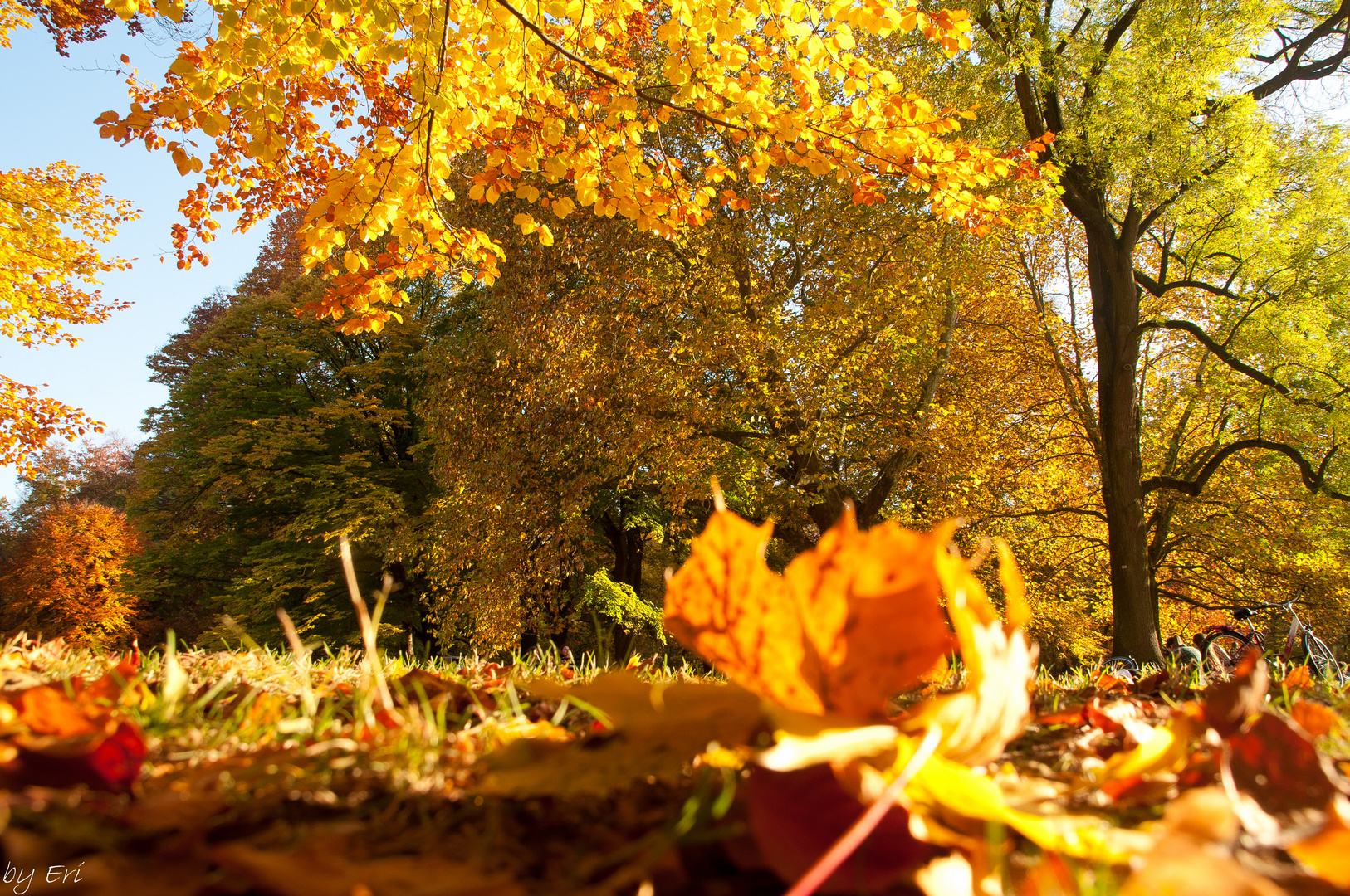 im Laub Foto & Bild | jahreszeiten, herbst, pflanzen/natur Bilder auf ...