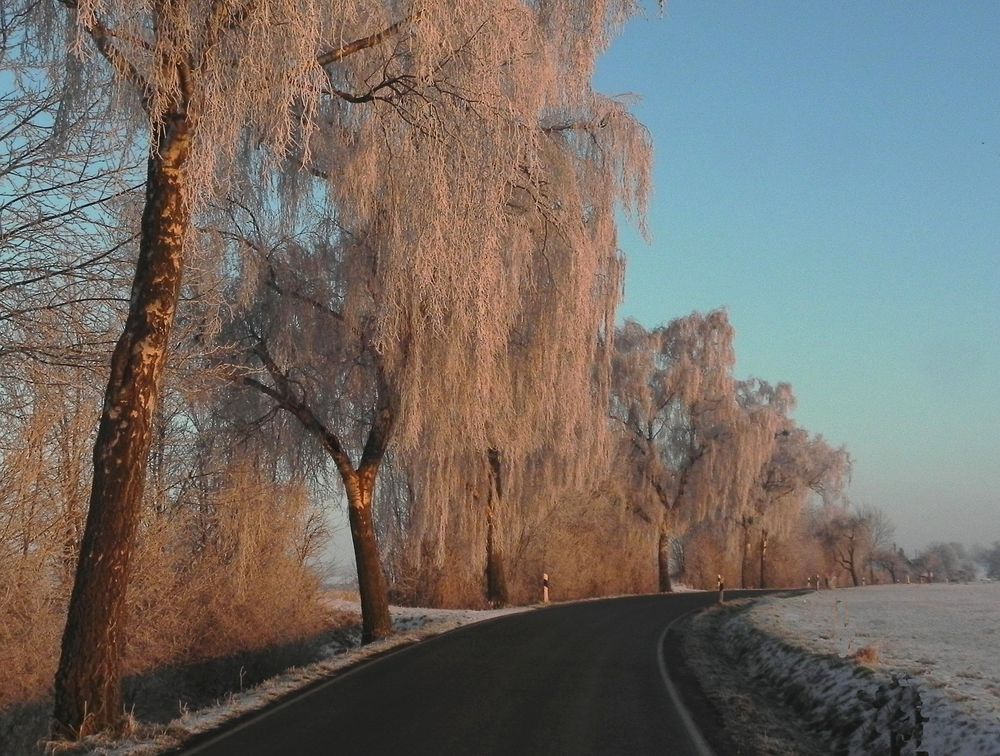 im Licht der Morgensonne Foto & Bild | bäume, winter, natur Bilder auf fotocommunity