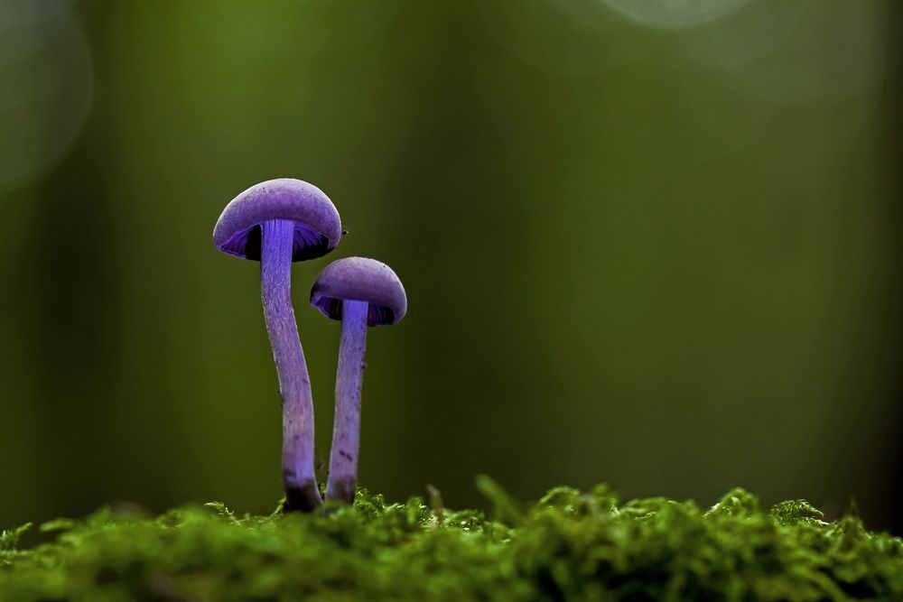 im lila Gewand Foto & Bild | pflanzen, pilze & flechten, pilze ...