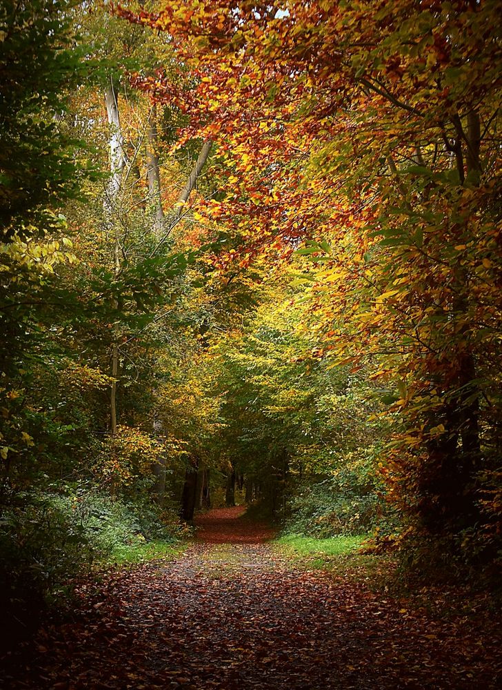 ...Im Märchenwald ... Foto & Bild | landschaft, jahreszeiten, herbst Bilder auf fotocommunity