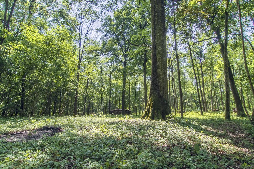 Im Mittelwald ... Foto & Bild | landschaft, wald, forests Bilder auf ...