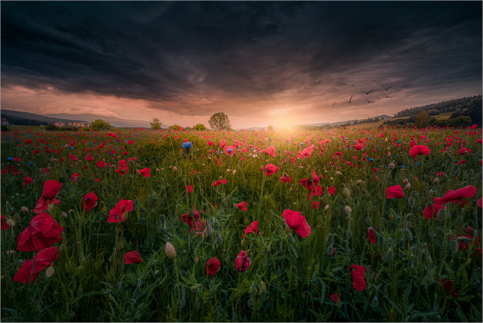 Im Mohnblumenfeld Foto & Bild | bearbeitungs - techniken, landschaften ...