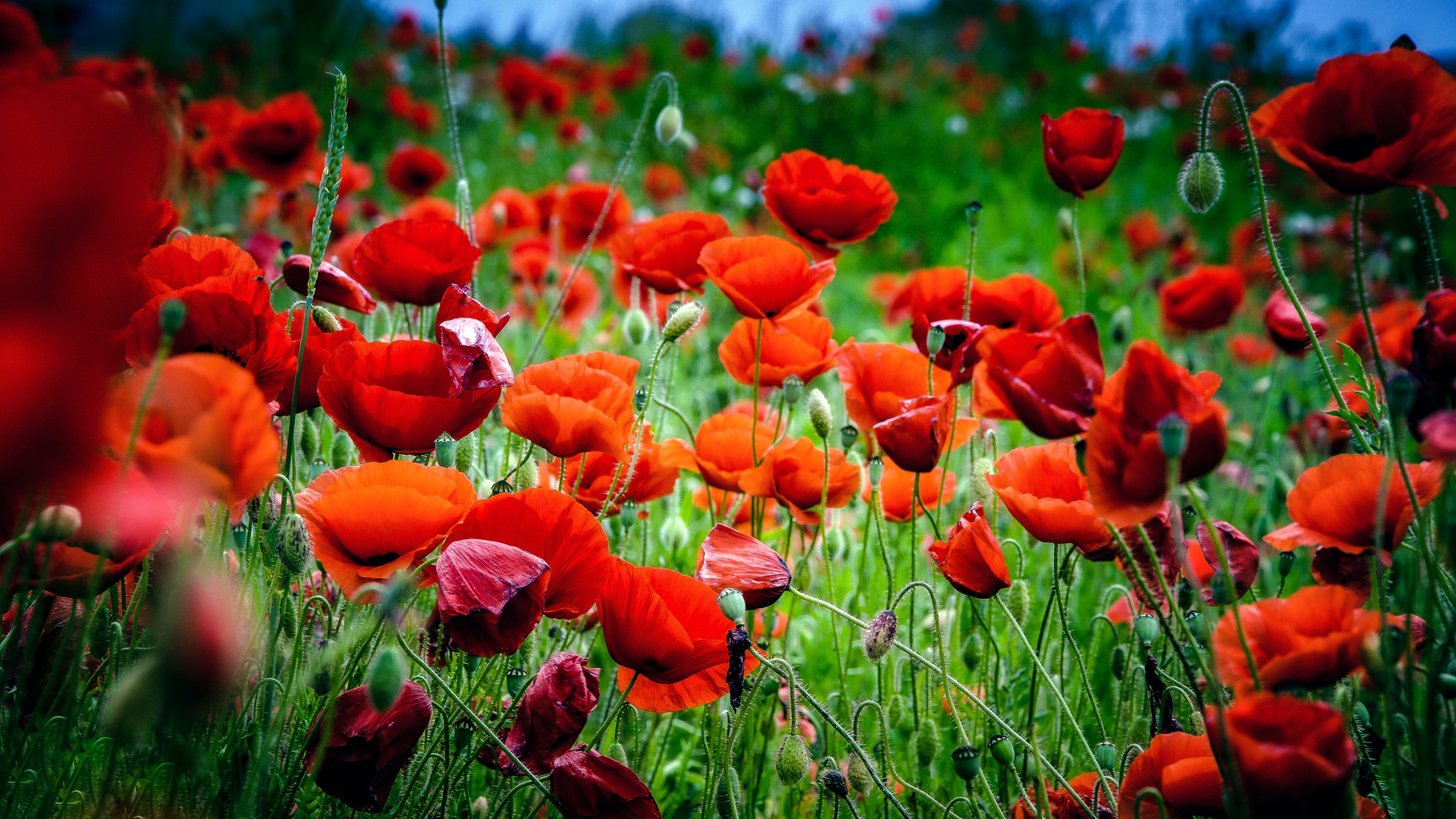 Im Mohnfeld Foto & Bild | rot, mohnfeld, sommer Bilder auf fotocommunity