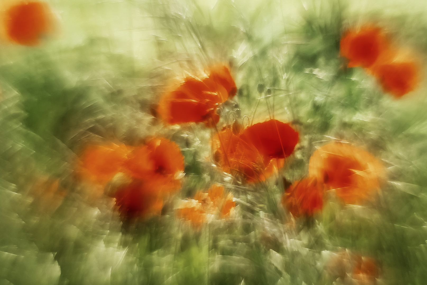 Im Mohnfeld Foto & Bild | spezial, rot, mohnfeld Bilder auf fotocommunity